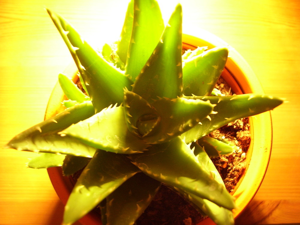 hallo vera ! Foto & Bild | europe, balearic islands, spain Bilder auf ...