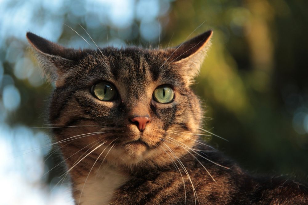 Halloooo^^^^^^^^^^^^^^^^^^^^ Foto & Bild | spezial, natur, katzen ...