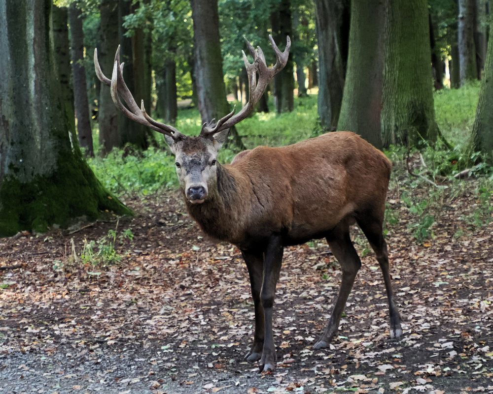 Halloooo Foto & Bild | fotos, natur, tiere Bilder auf fotocommunity