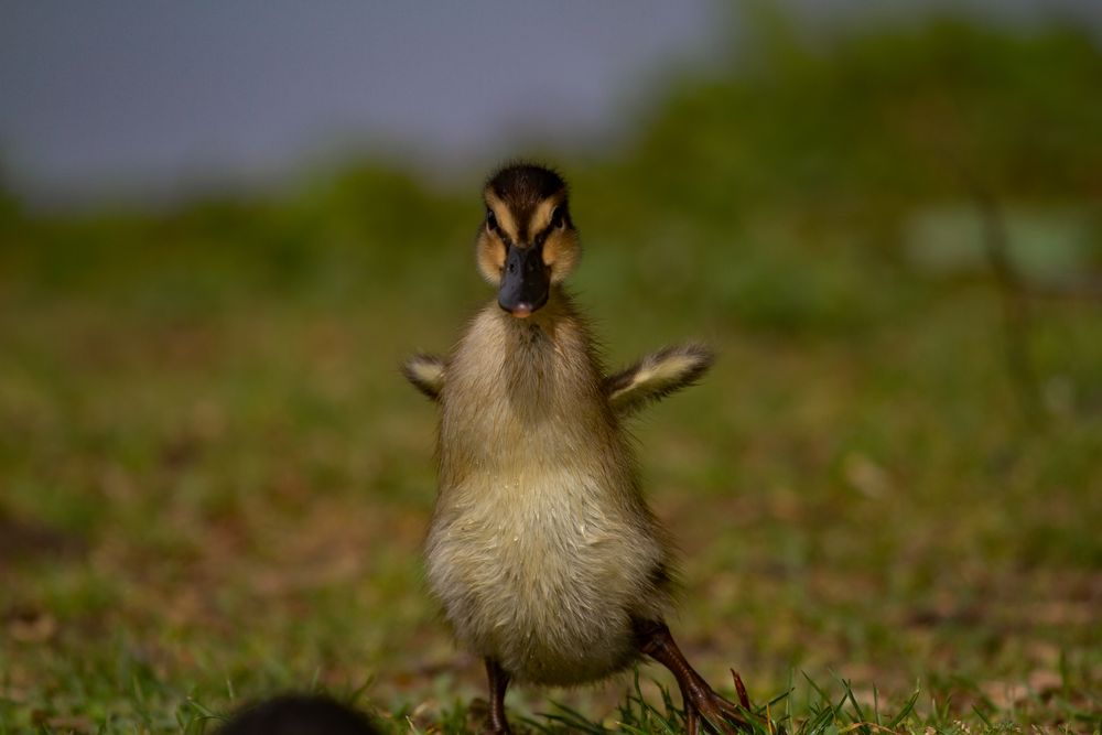 Halloooo Foto & Bild | tiere, wildlife, wild lebende vögel Bilder auf ...
