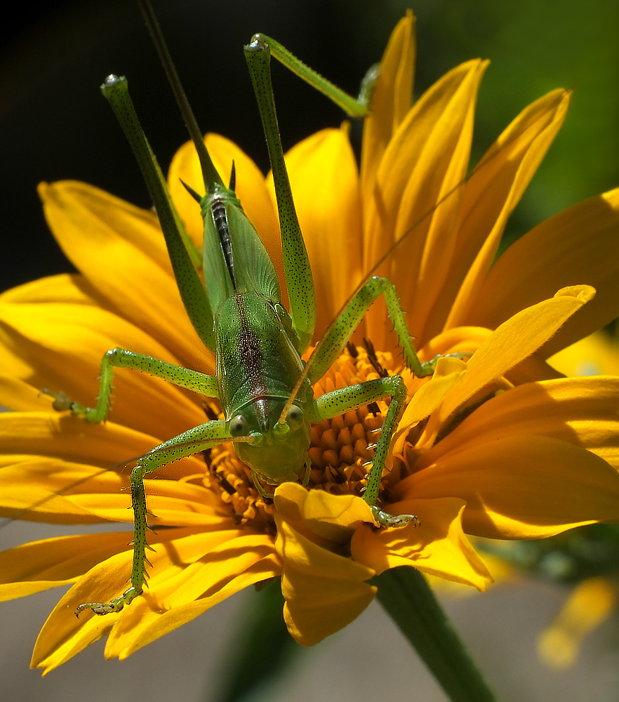 Halloooo..., ich bin wieder da :-) Foto & Bild | tiere, wildlife ...