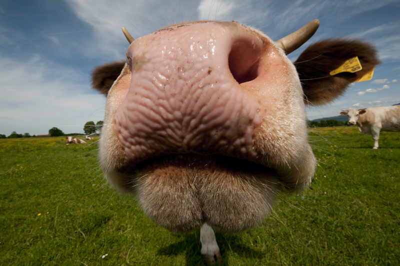 hallooooo! Foto & Bild | tiere, haustiere, nutztiere Bilder auf ...