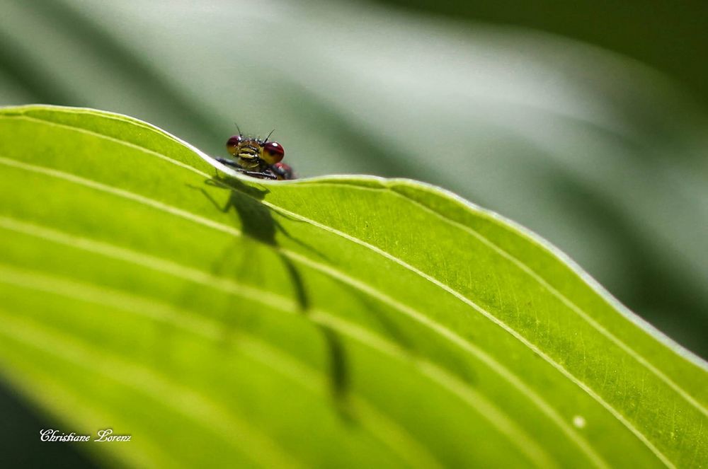 Hallooooo????? Foto & Bild | tiere, macros tiere, natur Bilder auf ...