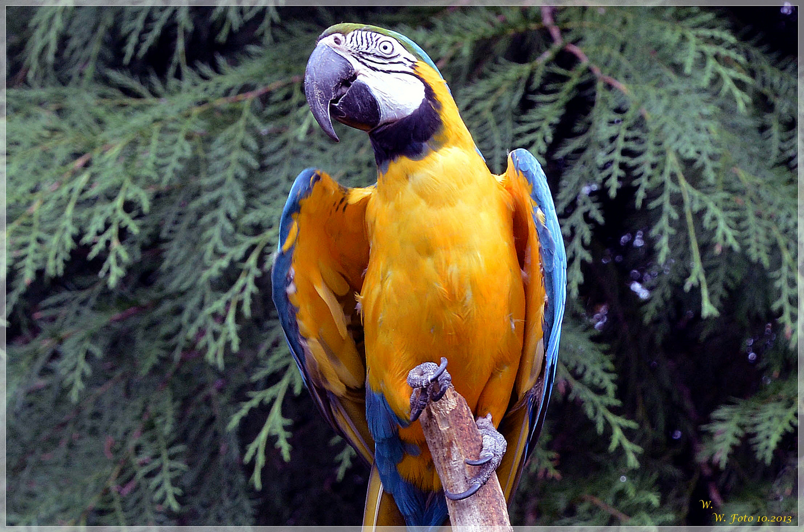 Hallooooo... Foto & Bild | tiere, zoo, wildpark & falknerei, natur ...