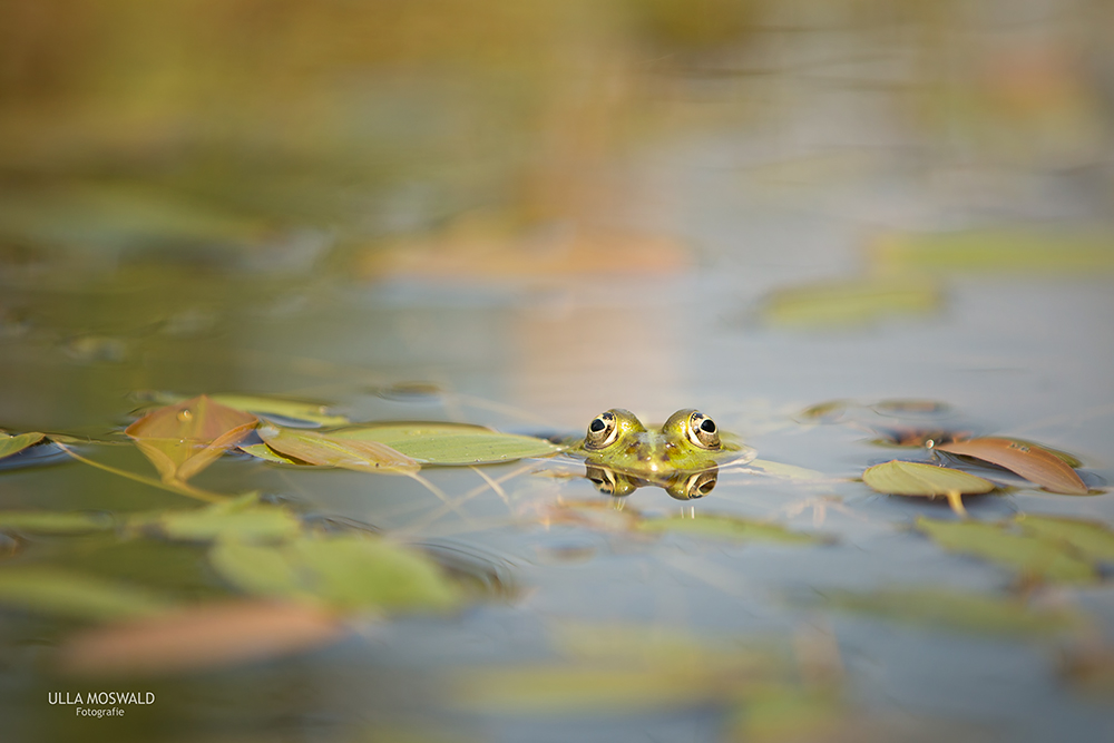 ...hallooooo... Foto & Bild | makro, natur, tiere Bilder auf fotocommunity