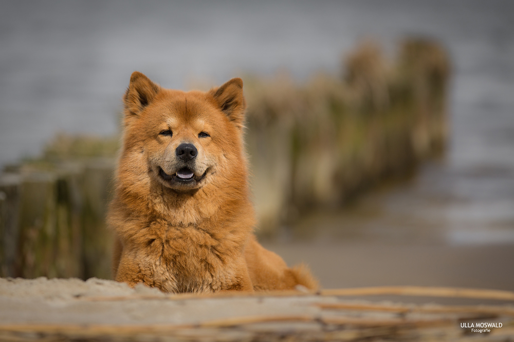 ...hallooooo... Foto & Bild | tiere, haustiere, hunde Bilder auf ...