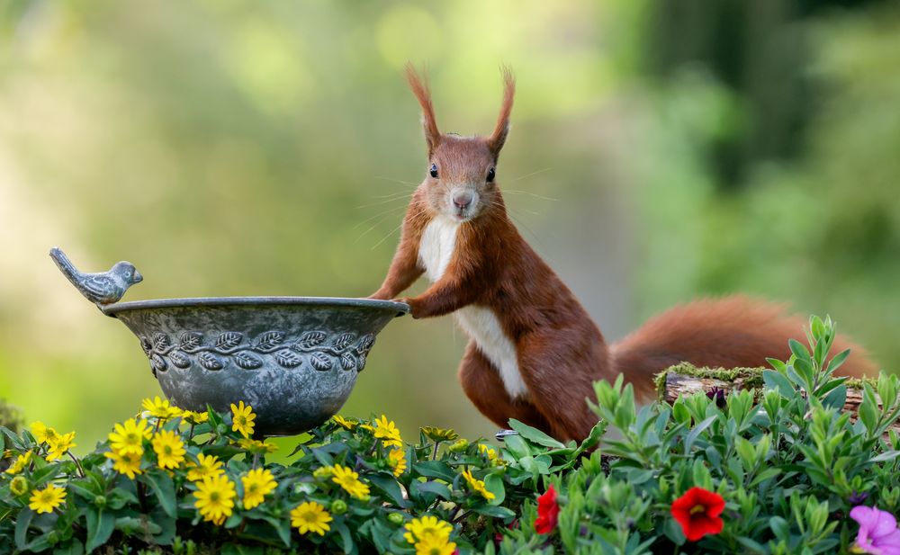 Hallooooo... noch ein Wasser bitte... Foto & Bild | fotos, eichhörnchen ...