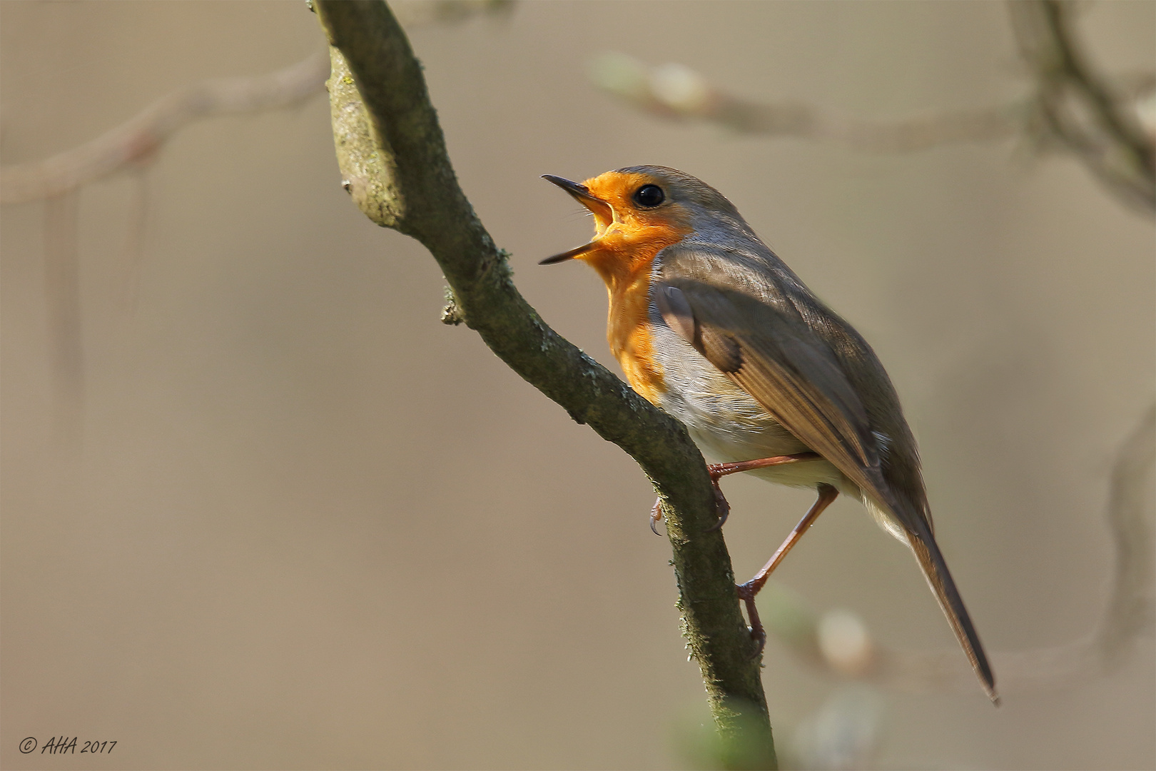 Halloooooo! Foto & Bild | frühling, natur, tiere Bilder auf fotocommunity