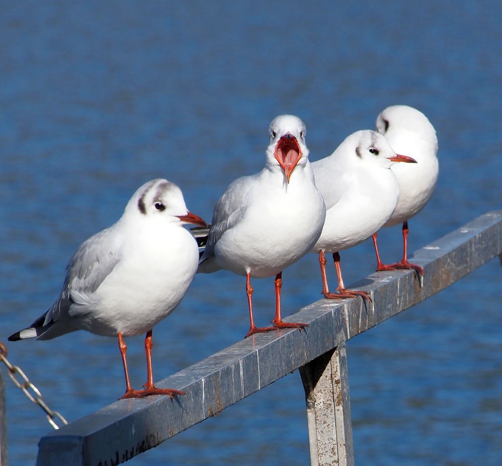 halloooooo Foto & Bild | projekte, thementage, 2 - dienstag - tierisch ...