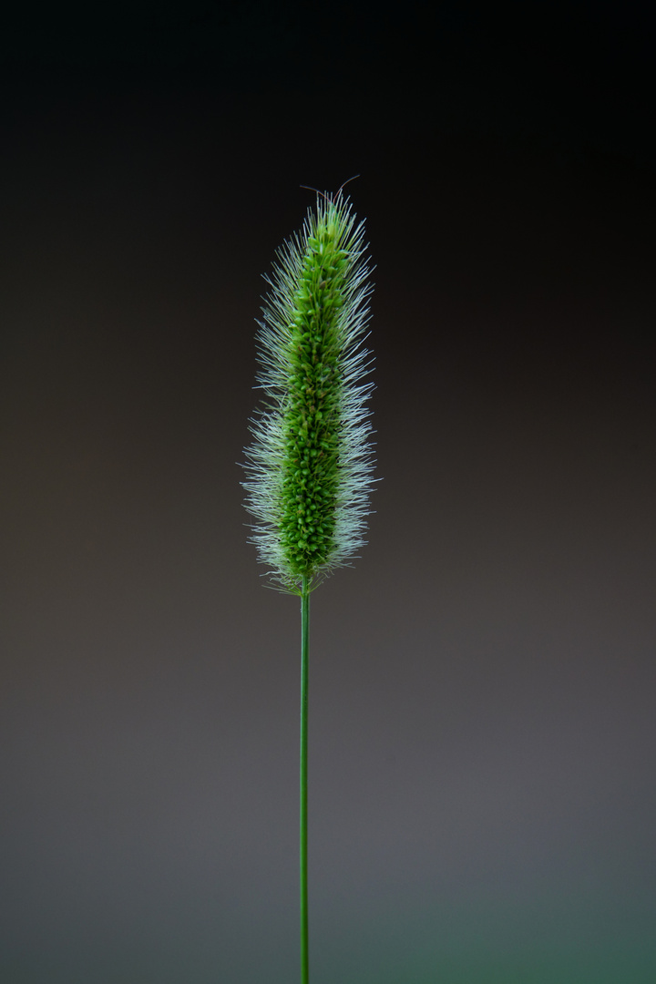 Halm. Foto & Bild | outdoor, makro, gras Bilder auf fotocommunity