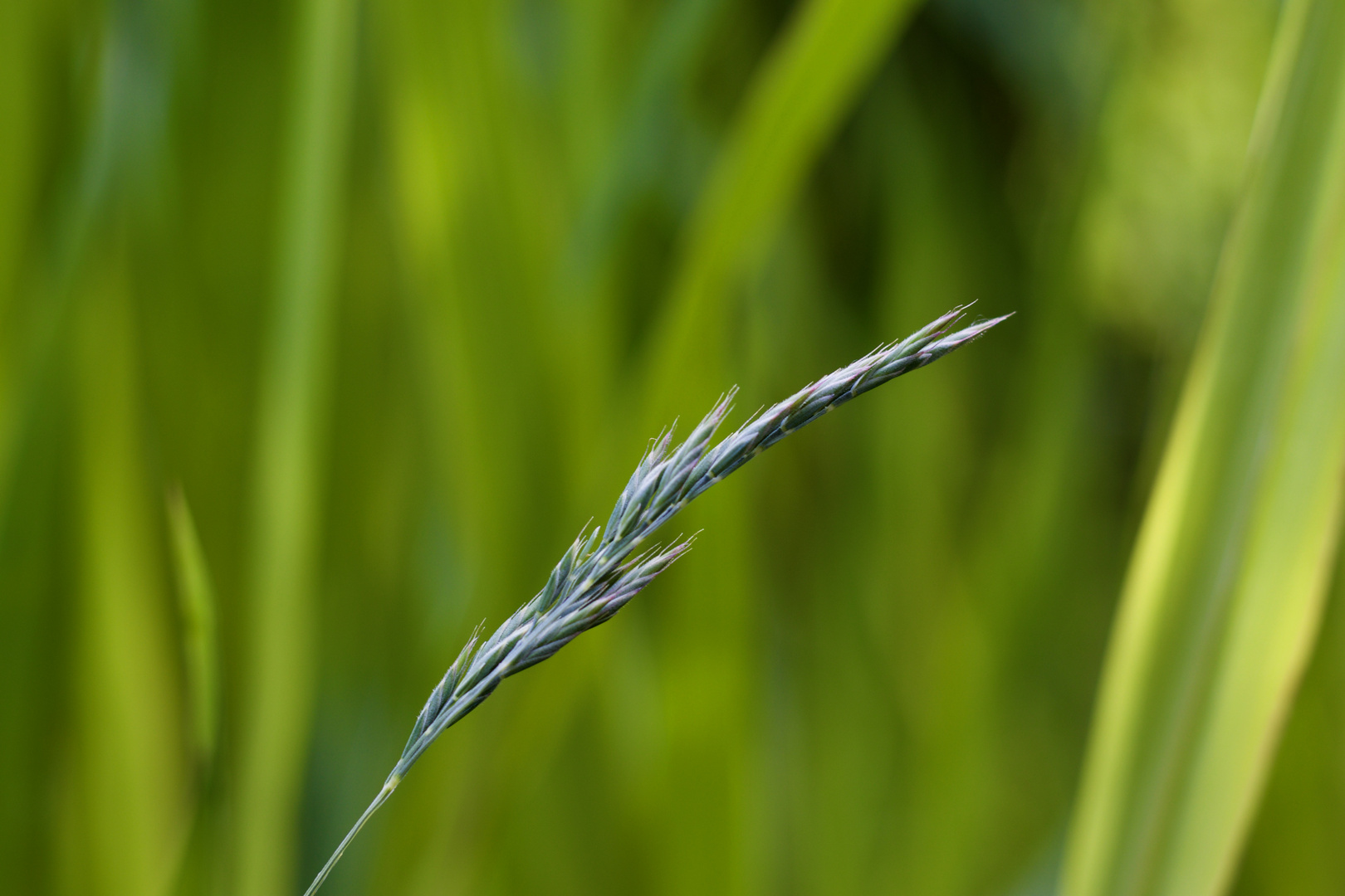 Halm Foto & Bild | natur, pflanzen, pilze & flechten Bilder auf ...