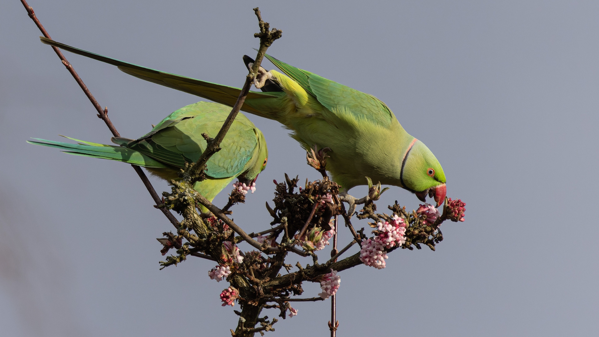 Halsbandsittich 1 Foto & Bild | deutschland, europe, nordrhein ...
