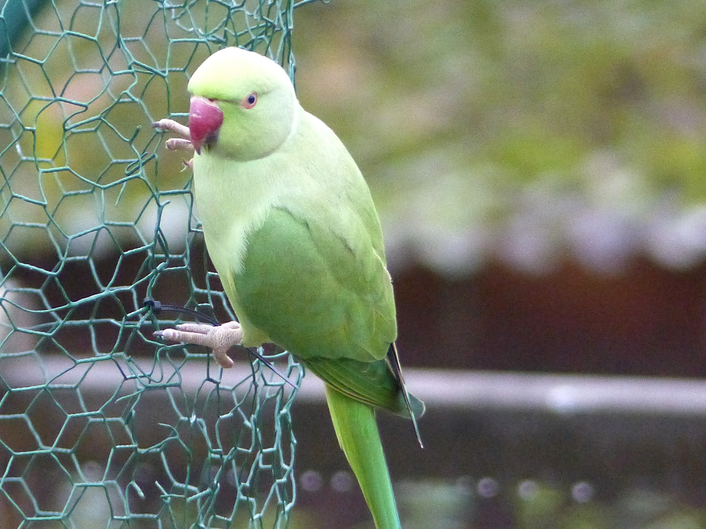 Halsbandsittich Foto & Bild | tiere, wildlife, wild lebende vögel ...