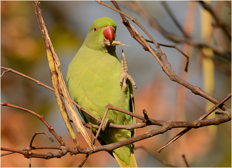 Halsbandsittich Foto & Bild | tiere, wildlife, wild lebende vögel ...