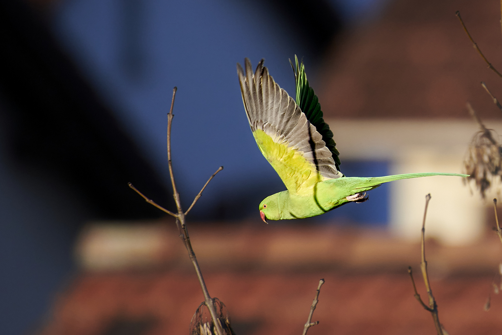 Halsbandsittich Foto & Bild | bäume, natur, landschaft Bilder auf ...