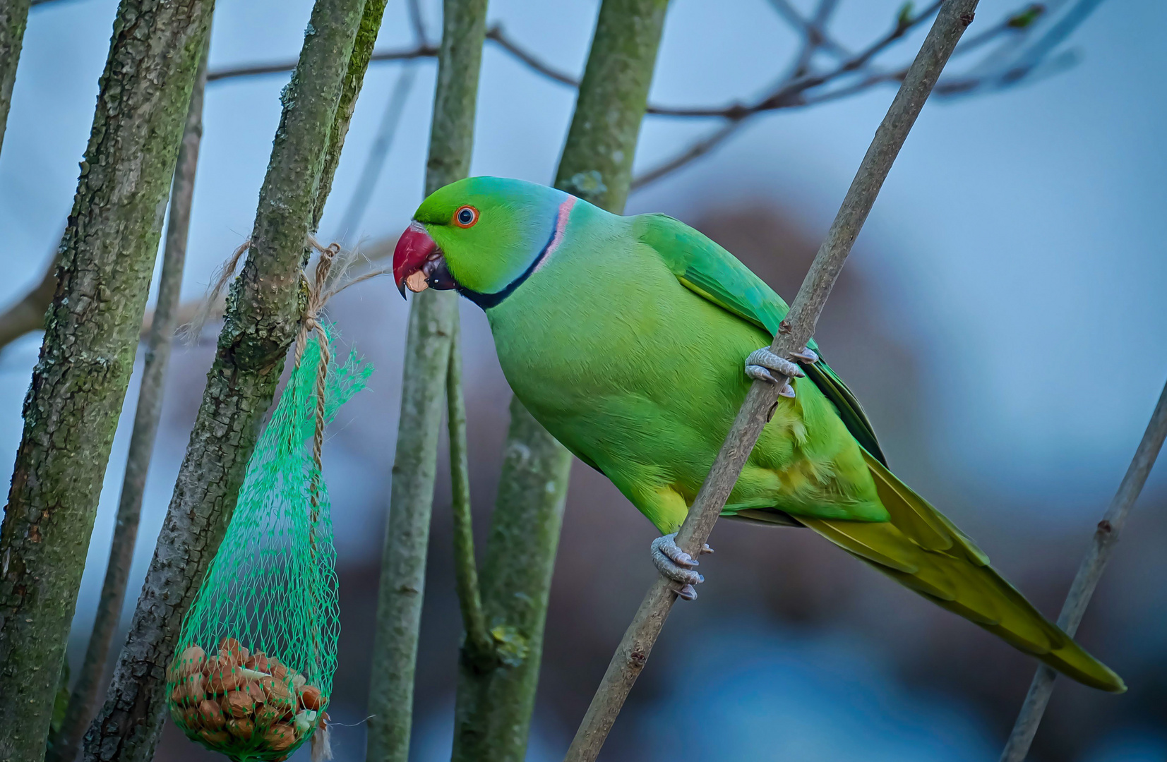 Halsbandsittich Foto & Bild | tiere, wildlife, wild lebende vögel ...