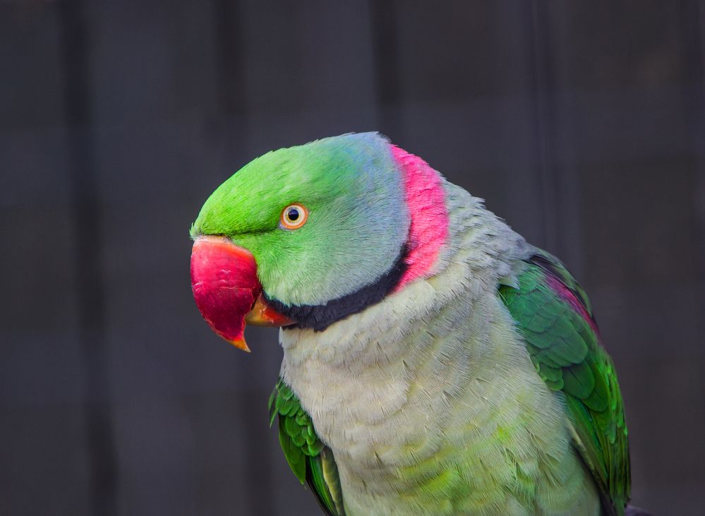 Halsbandsittich Foto & Bild | tiere, zoo, wildpark & falknerei, vögel ...