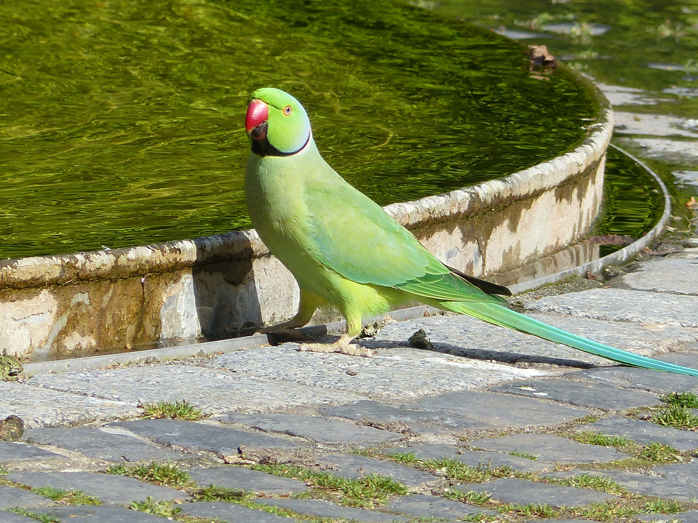 - Halsbandsittich - Foto & Bild | tiere, wildlife, wild lebende vögel ...