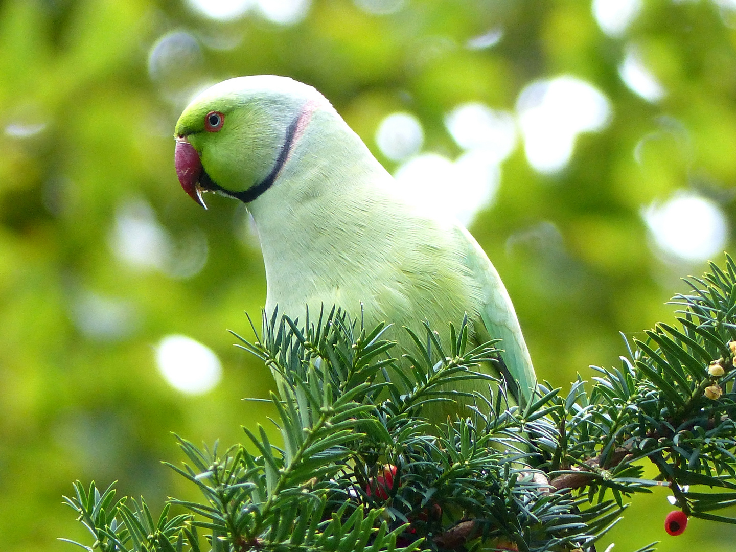 - Halsbandsittich - Foto & Bild | natur, tiere, vögel Bilder auf ...