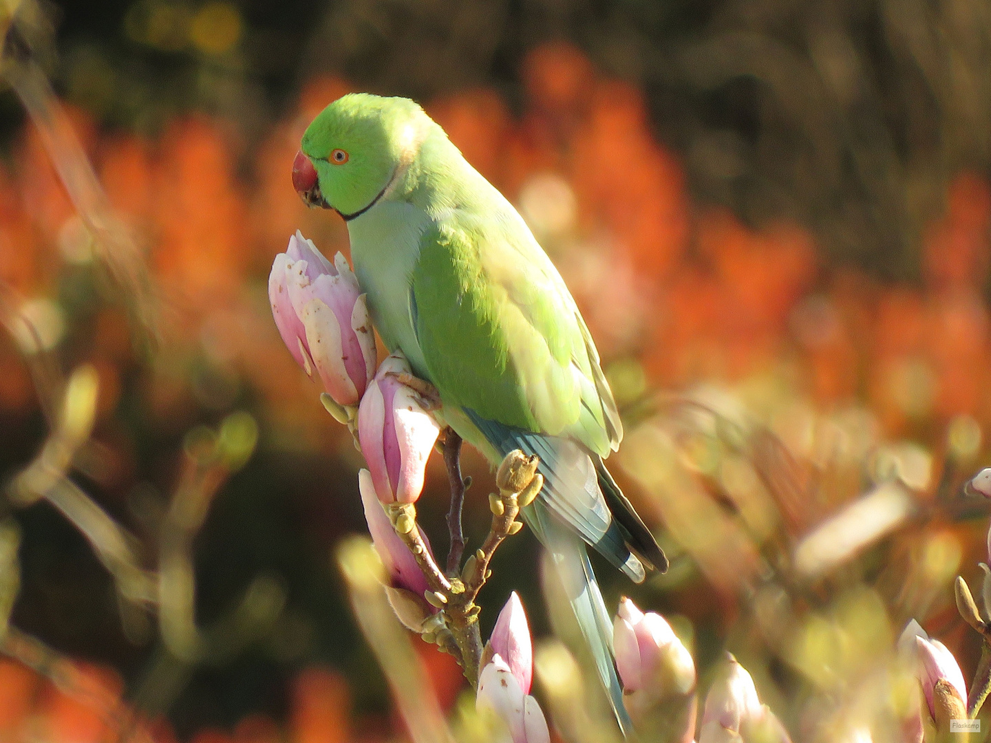 Halsbandsittich..... Foto & Bild | tiere, wildlife, wild lebende vögel ...