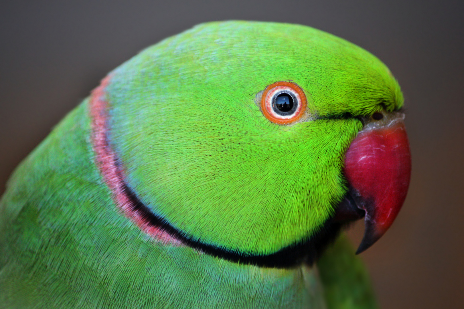 Halsbandsittich Foto & Bild | tiere, zoo, wildpark & falknerei, vögel ...