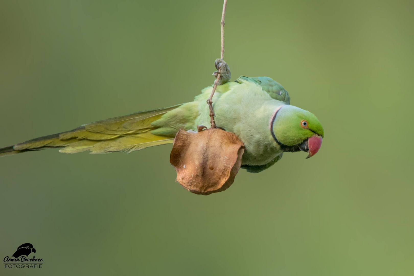 Halsbandsittich Foto & Bild | tiere, wildlife, wild lebende vögel ...