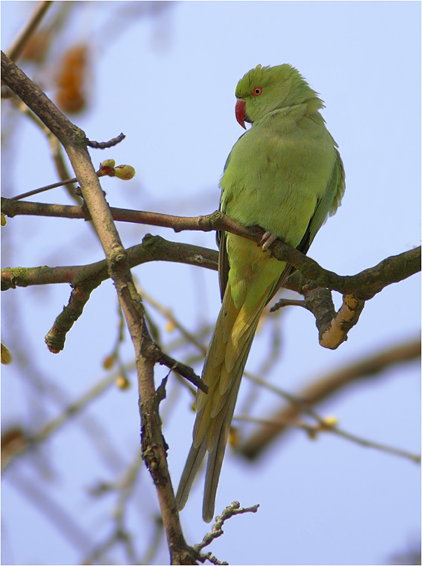 Halsbandsittich Foto & Bild | tiere, wildlife, wild lebende vögel ...