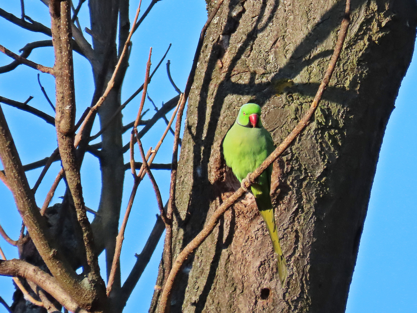 Halsbandsittich Foto & Bild | tiere, wildlife, wild lebende vögel ...