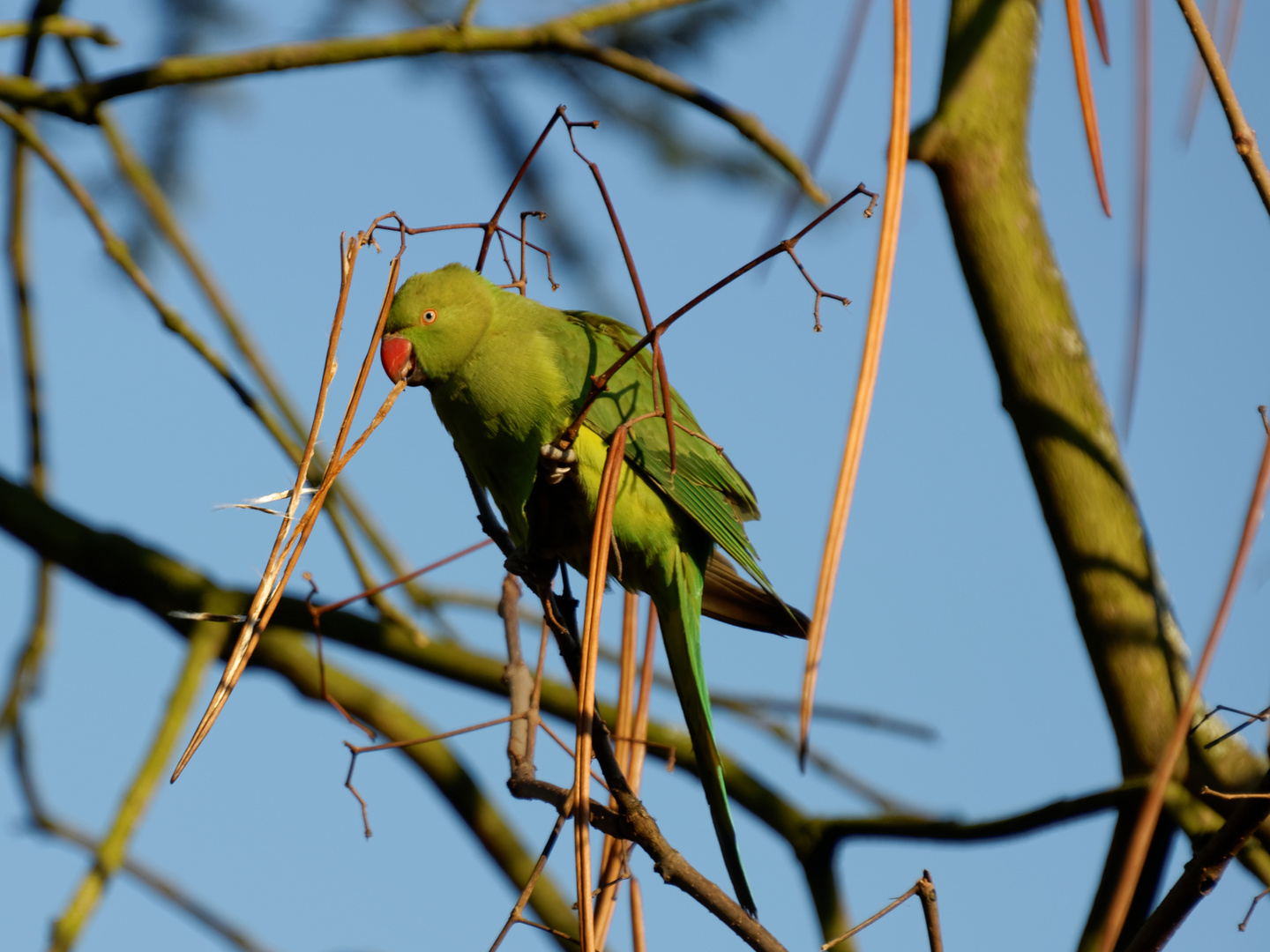 Halsbandsittich Foto & Bild | tiere, wildlife, wild lebende vögel ...