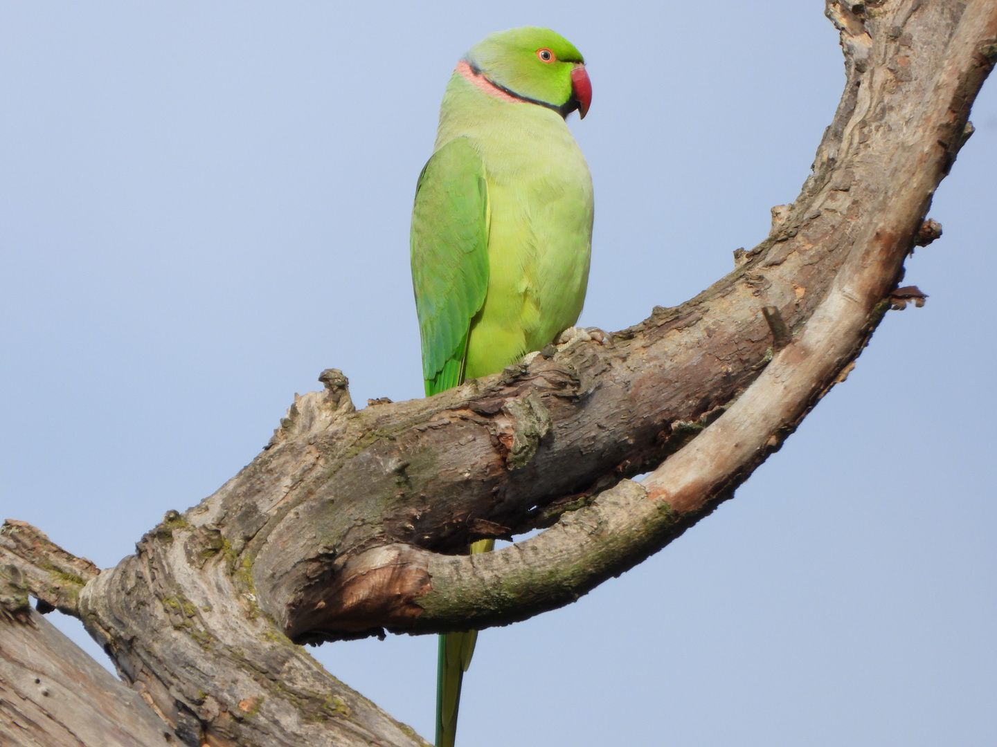 Halsbandsittich ......... Foto & Bild | tiere, wildlife, wild lebende ...