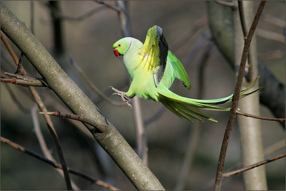 Halsbandsittich Foto & Bild | tiere, wildlife, wild lebende vögel ...