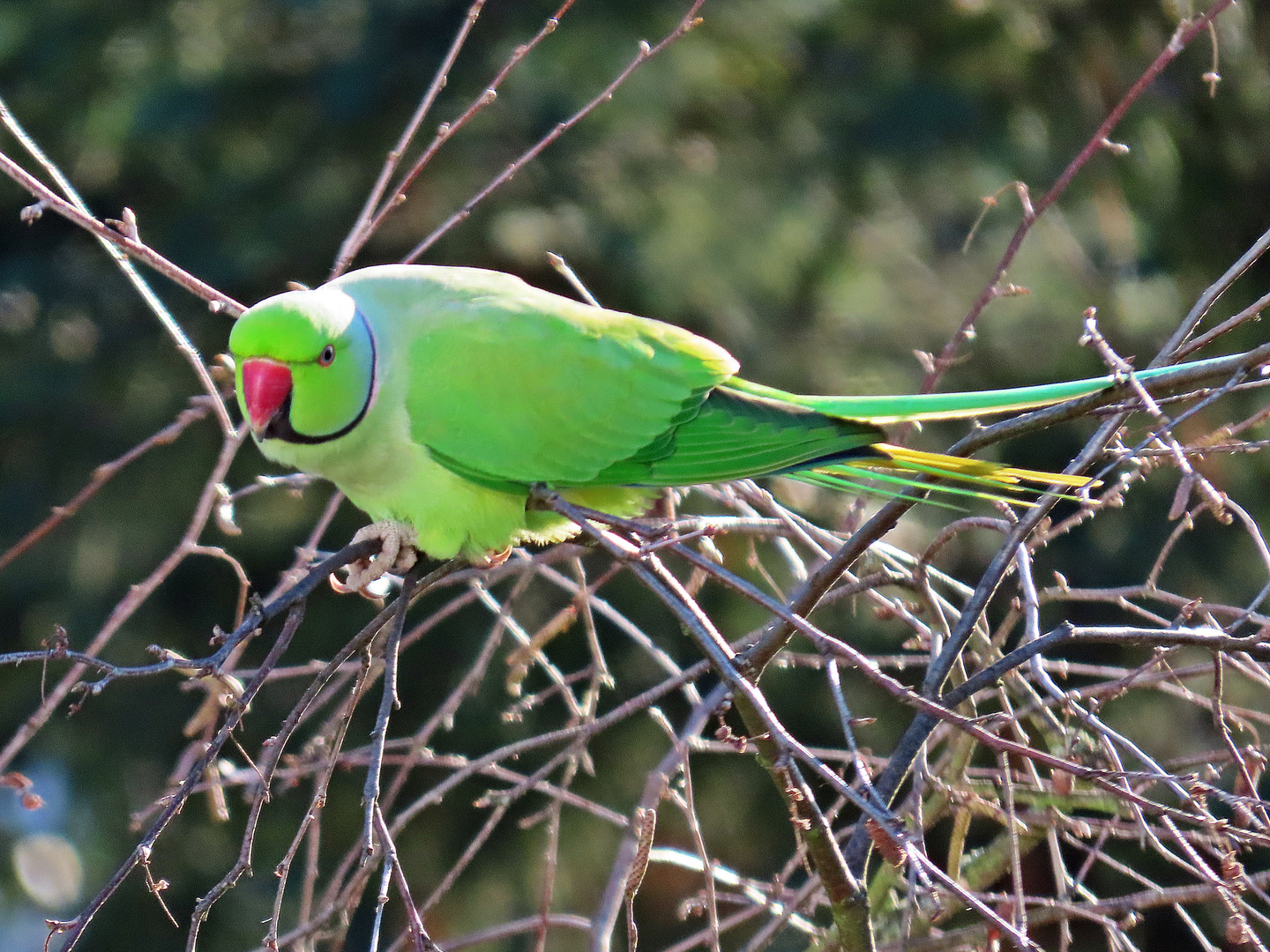 Halsbandsittich im Garten (17.01.2023) Foto & Bild | deutschland ...