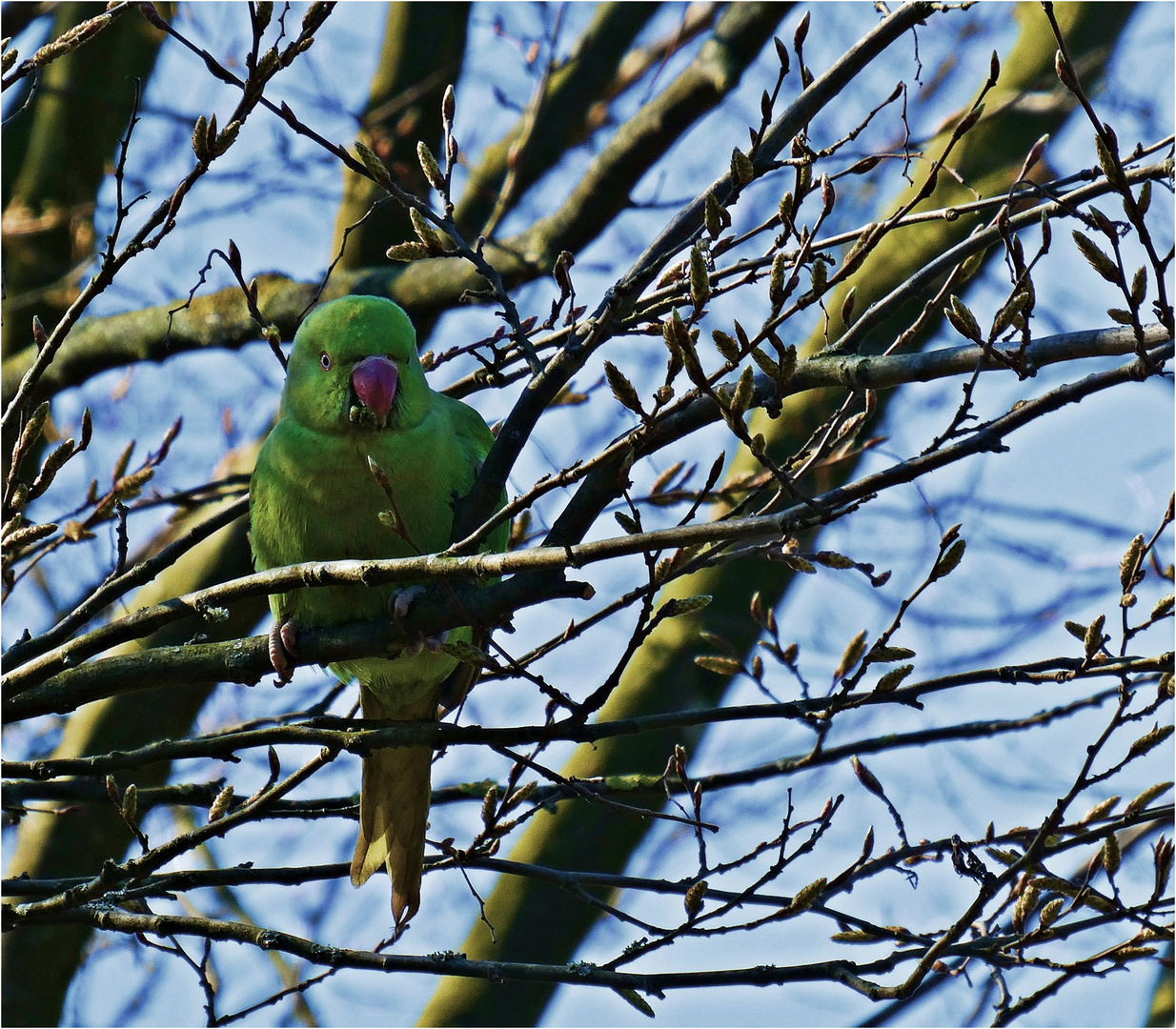 Halsbandsittich in Düsseldorf Foto & Bild | natur, tiere, vögel Bilder ...