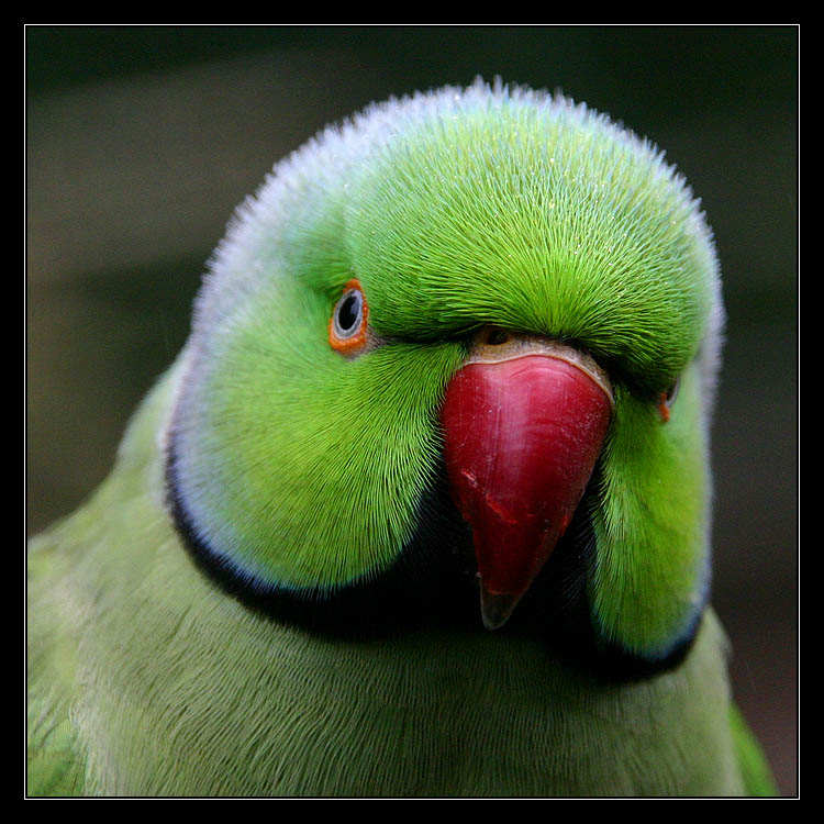 Halsbandsittich in Köln #1 Foto & Bild | tiere, wildlife, wild lebende ...