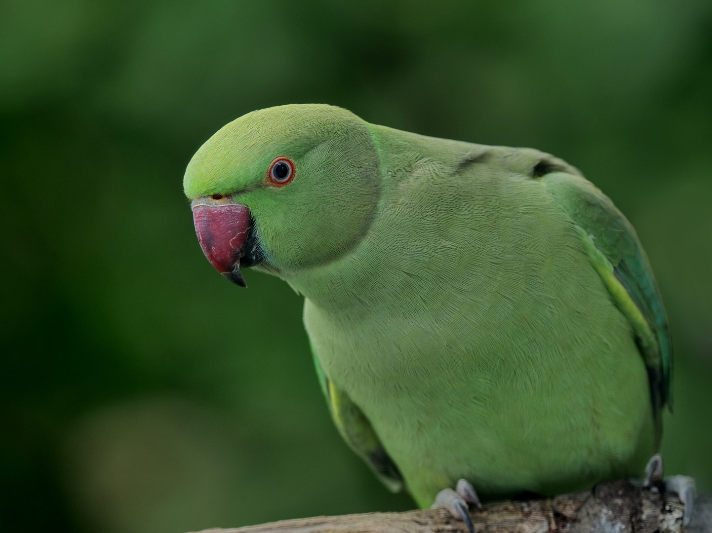 Halsbandsittich (Psittacula krameri) Foto & Bild | tiere, wildlife ...