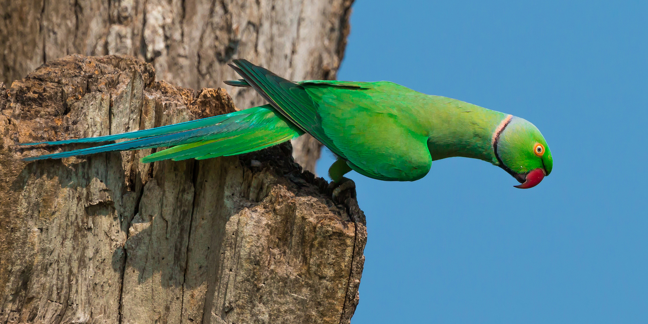 Halsbandsittich wildlife Foto & Bild | world, natur, bird Bilder auf ...
