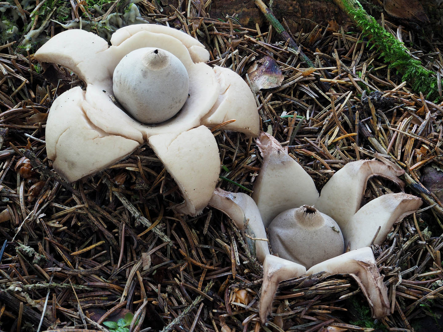 Halskrausen-Erdstern (Geastrum triplex) Foto & Bild | natur, pilz ...
