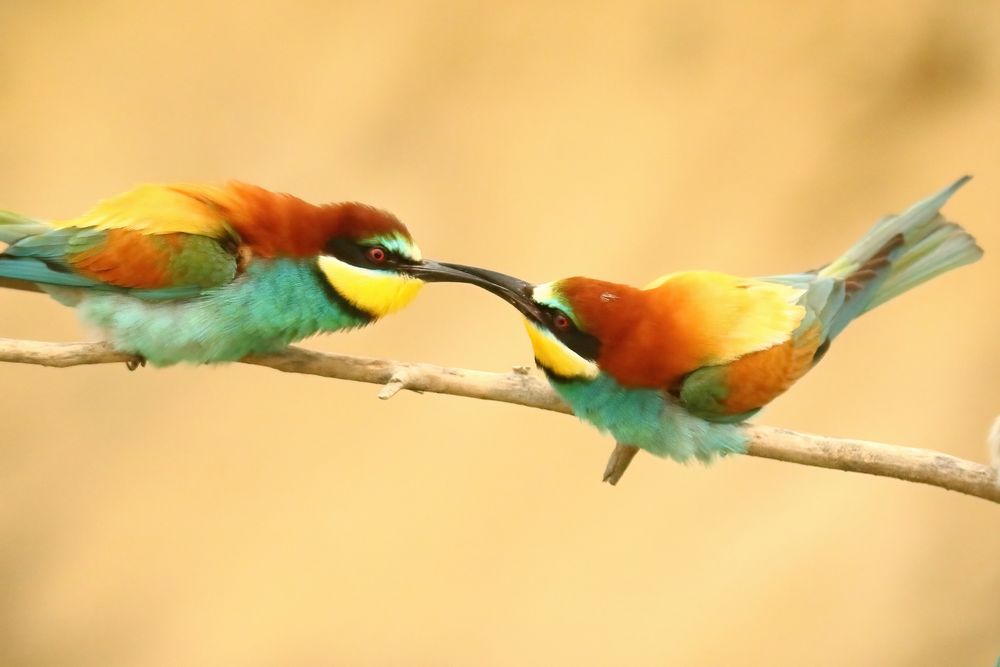 Halt endlich den Schnabel !!! Foto & Bild | tiere, wildlife, natur ...