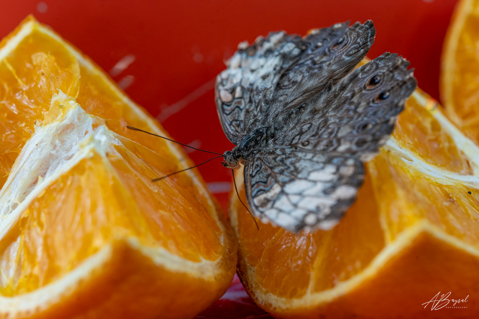 Hamadryas februa Foto & Bild | makro, natur, nahaufnahme Bilder auf ...