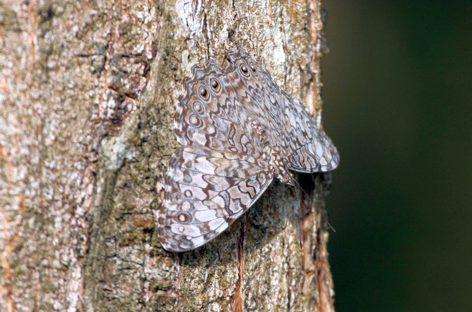 Hamadryas februa Foto & Bild | north america, central america, tiere ...
