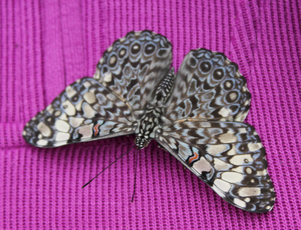 Hamadryas februa - Grauer Mosaikfalter Foto & Bild | schmetterlinge ...