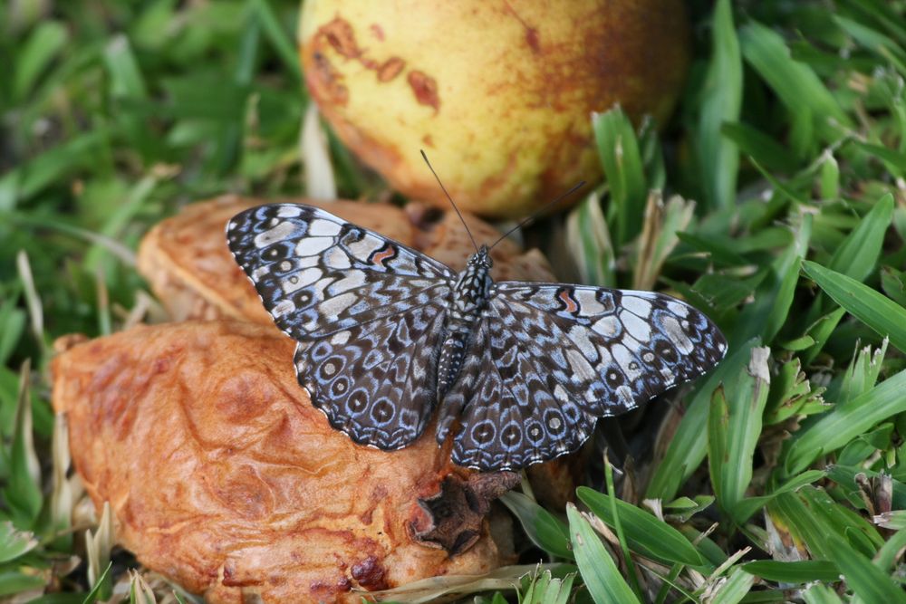 Hamadryas feronia Foto & Bild | north america, central america, tiere ...