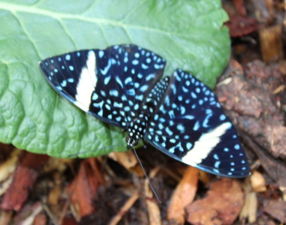 Hamadryas laodamia Foto & Bild | schmetterlinge, natur, insekten Bilder ...