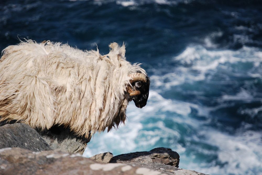 Hammel an der Küste Foto & Bild | tiere, wildlife, säugetiere Bilder ...