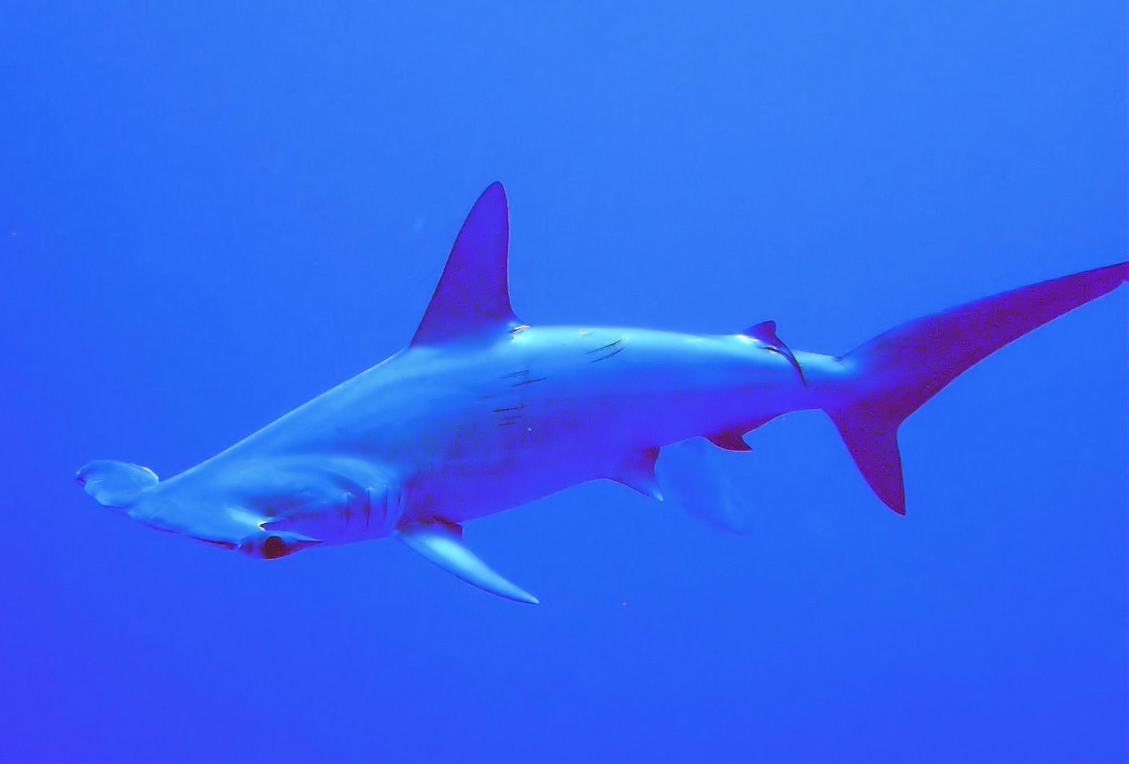 Hammerhai Foto & Bild | tiere, wildlife, fische Bilder auf fotocommunity