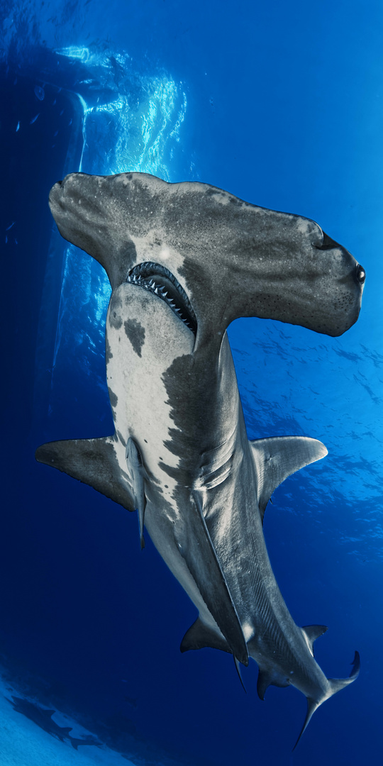 Hammerhai Foto & Bild | tiere, wildlife, fische Bilder auf fotocommunity