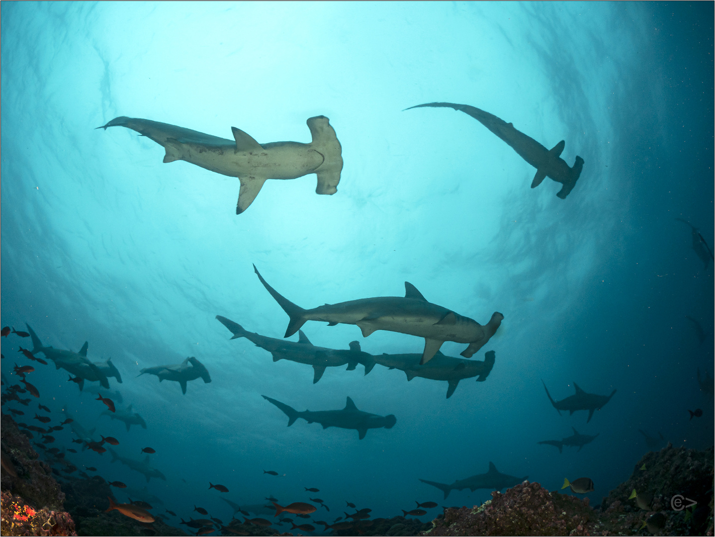 Hammerhai Foto & Bild | unterwasser, uw-salzwasser, natur-kreativ ...