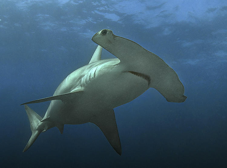 Hammerhai Doku Foto & Bild | unterwasser, uw-salzwasser, natur-kreativ ...