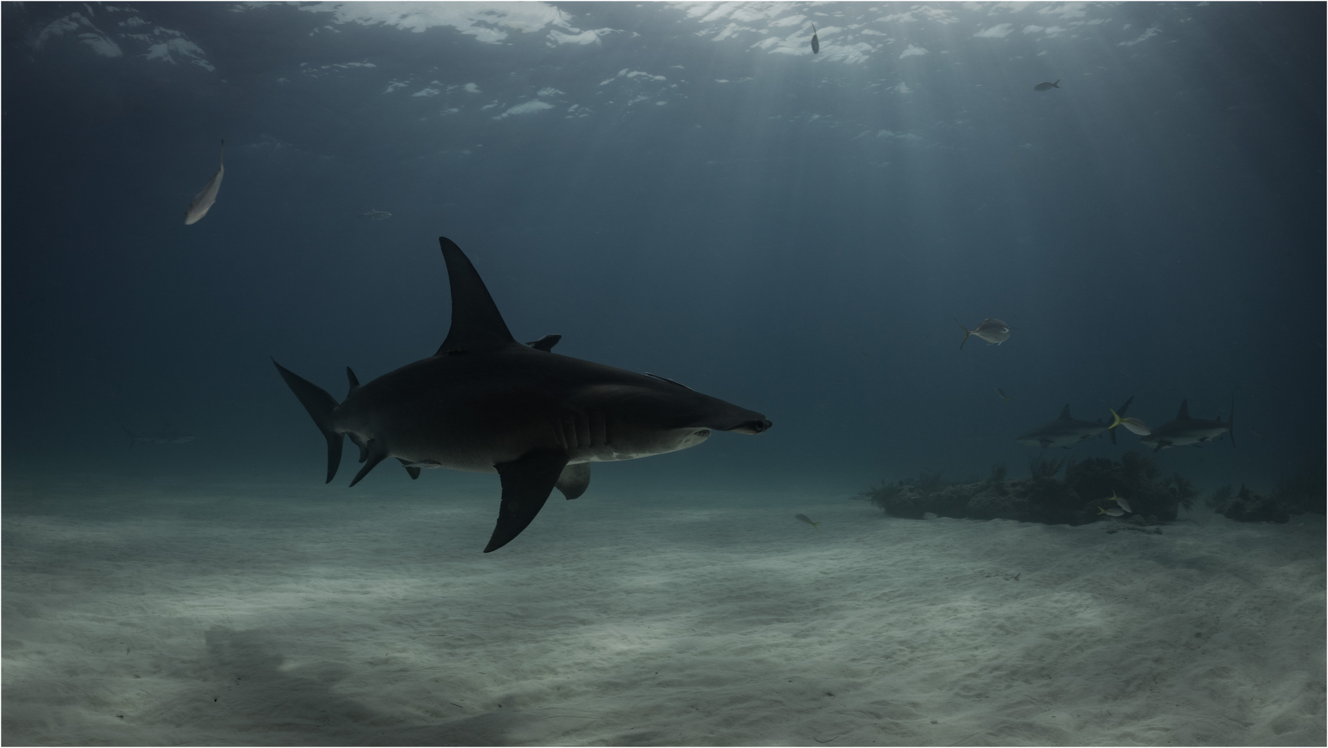 Hammerhai im Abendlicht Foto & Bild | photography, world, wasser Bilder ...