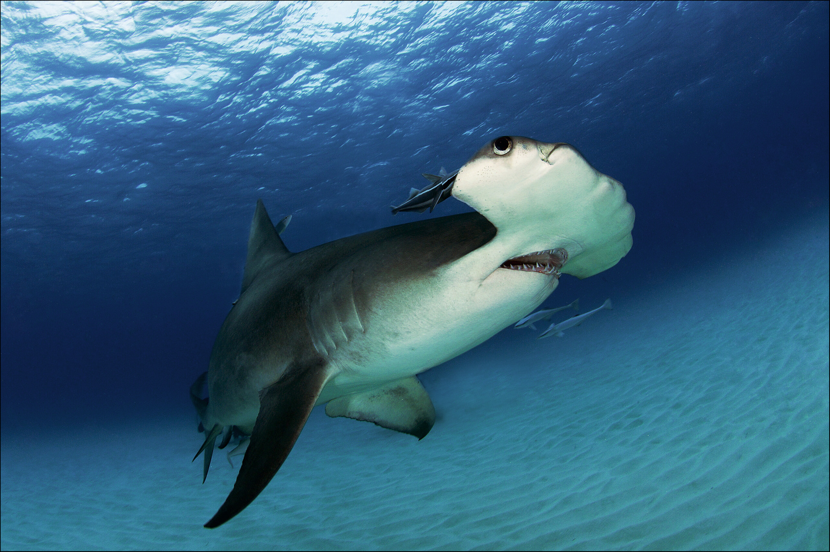 Hammerhai in der Drehung Foto & Bild | natur, wildlife, unterwasser ...